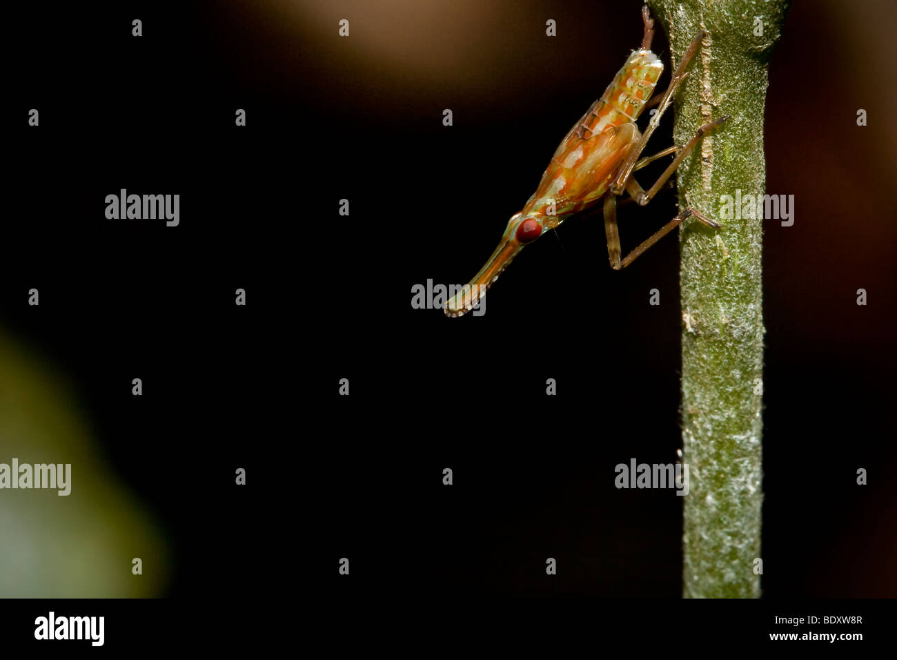 A colorful Costa Rican planthopper nymph, superfamily Fulgoroidea Stock ...