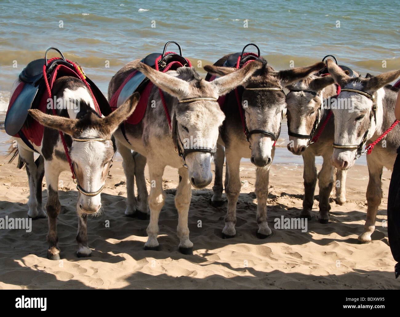 Seaside donkeys waiting for riders UK Stock Photo - Alamy