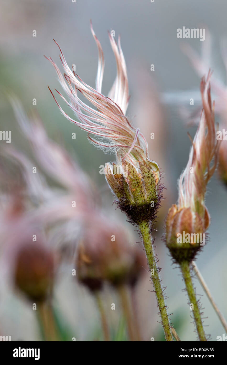 mountain avens; Dryas octopetala; seed head Stock Photo - Alamy