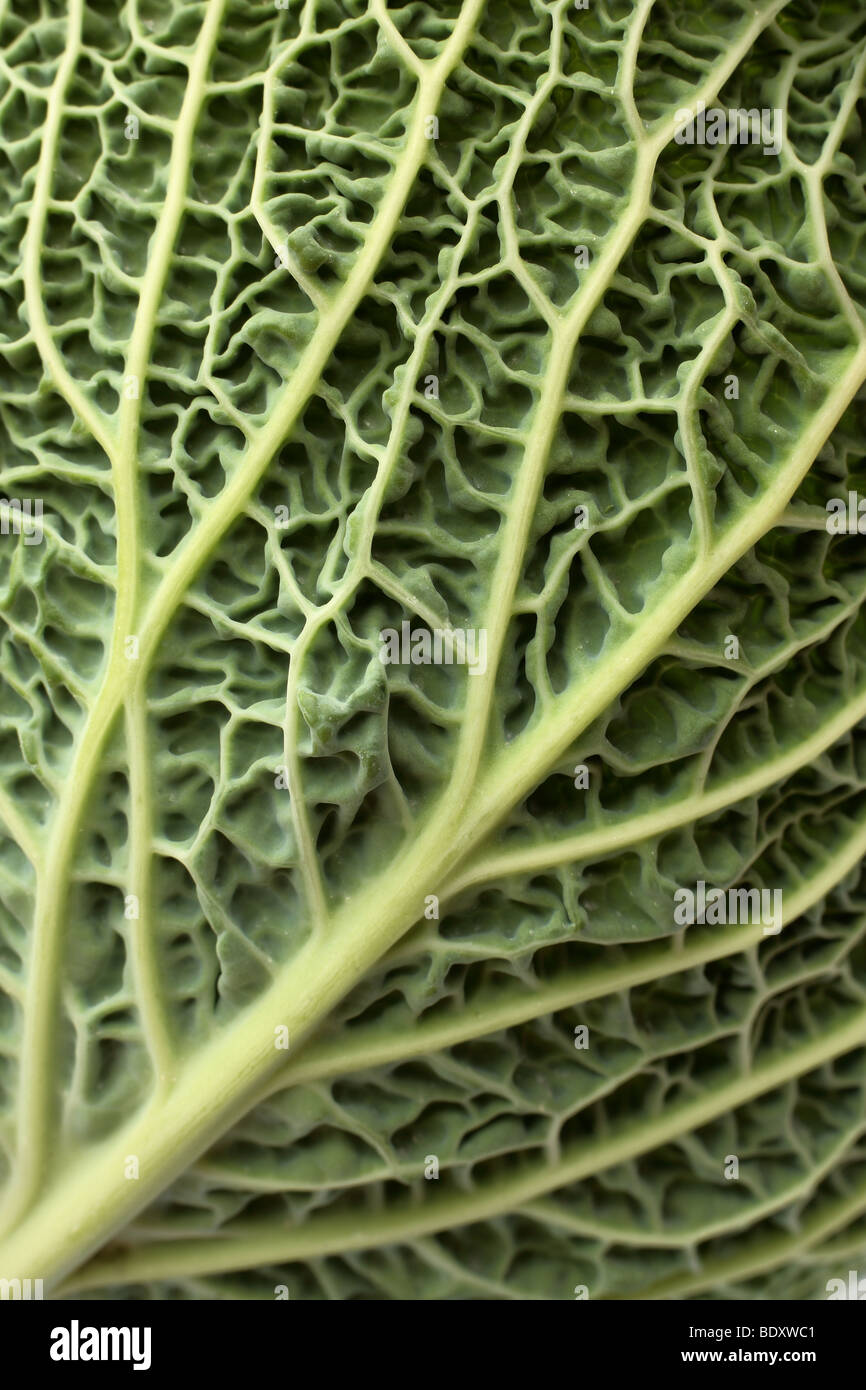 Cabbage Leaf texture Stock Photo - Alamy