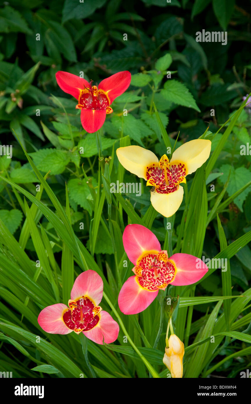 Closeups of the Mexican Shell flower in the English Gardens of the ...