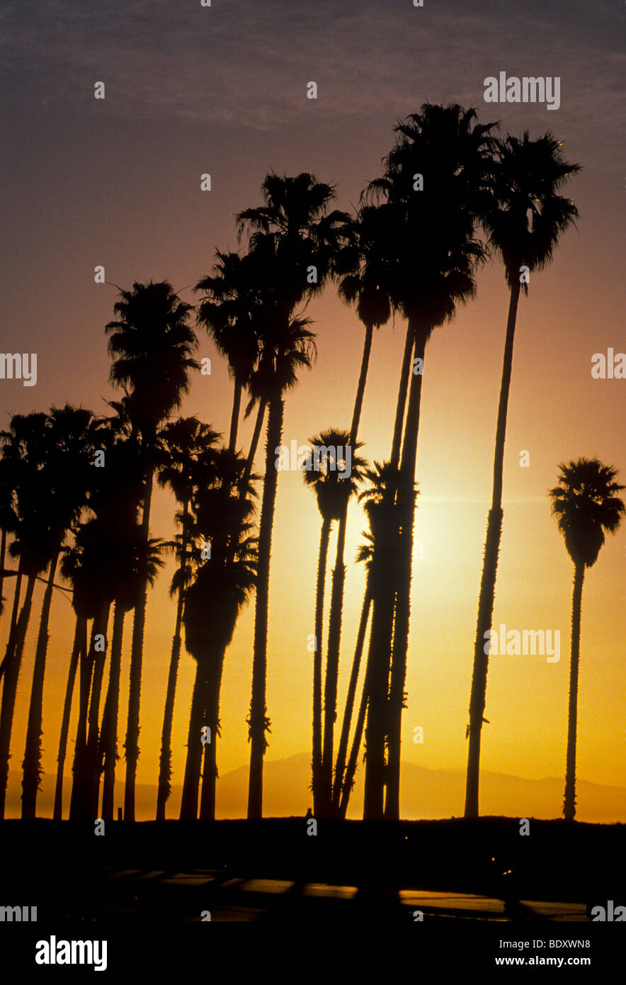 Ca palm trees hi-res stock photography and images - Alamy
