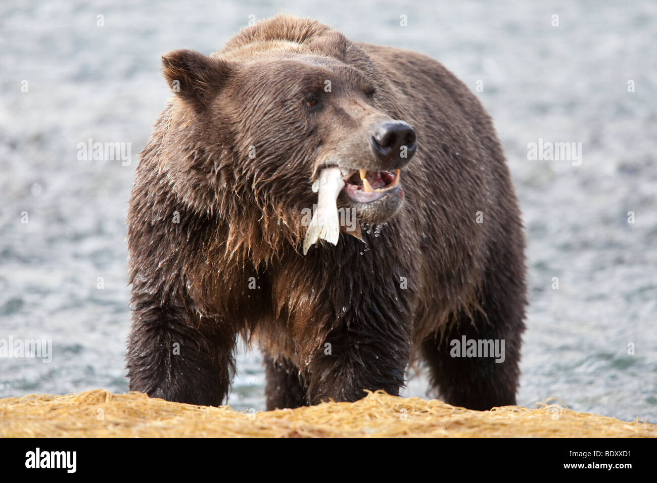 Grizzly bear eating salmon in blue water in Geographic Bay Katmai ...