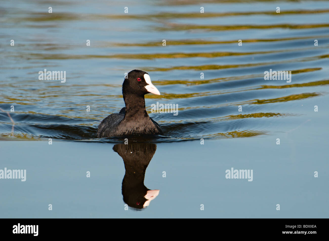Eurasian water rail hi-res stock photography and images - Alamy