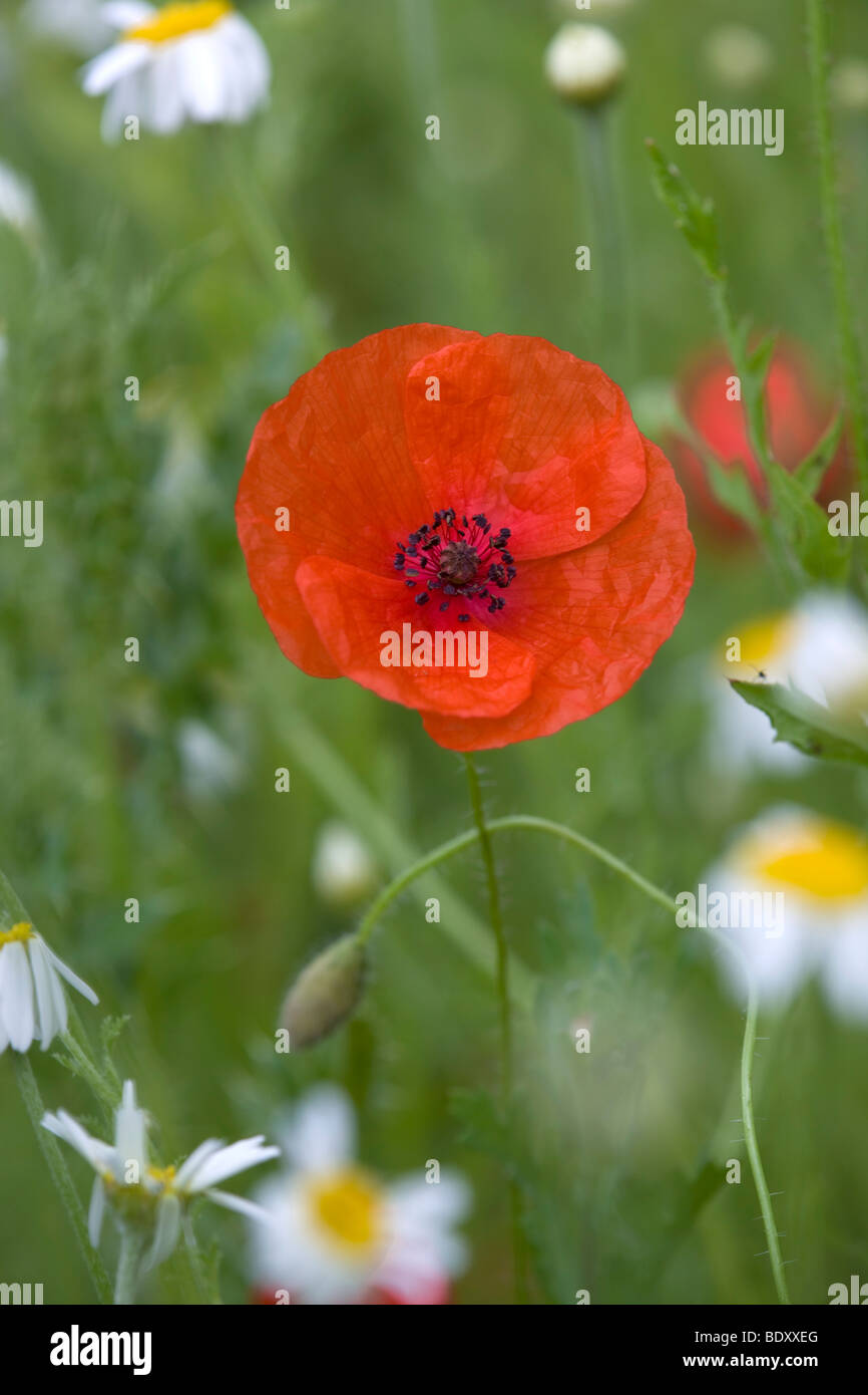 poppy; Papaver rhoeas; and scentless mayweed; cornwall Stock Photo - Alamy