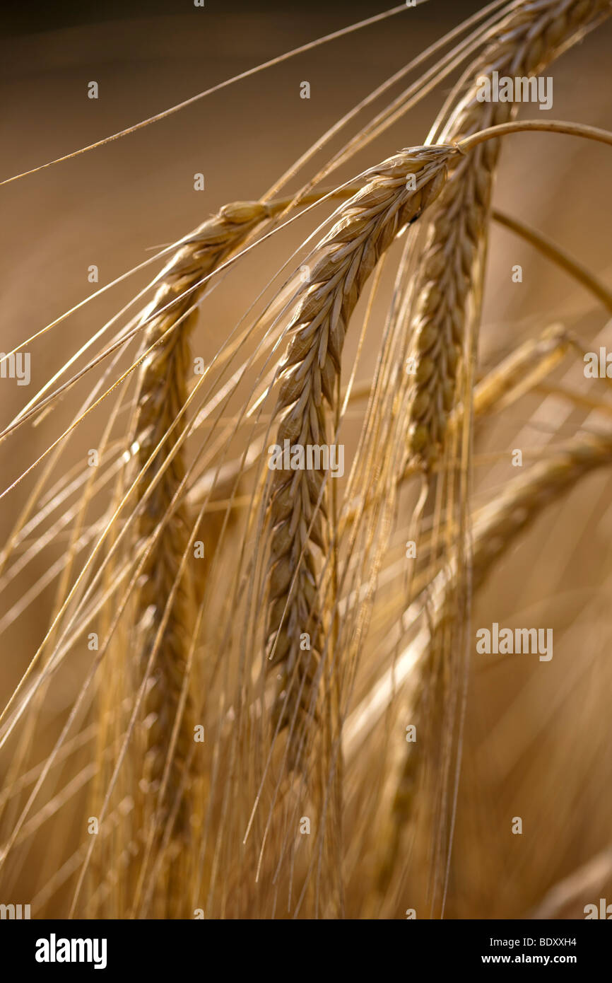 Ear of barley hi-res stock photography and images - Alamy