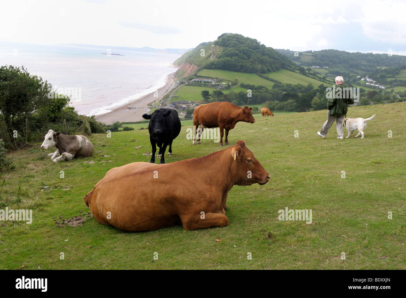 Walking dog cows hi-res stock photography and images - Alamy