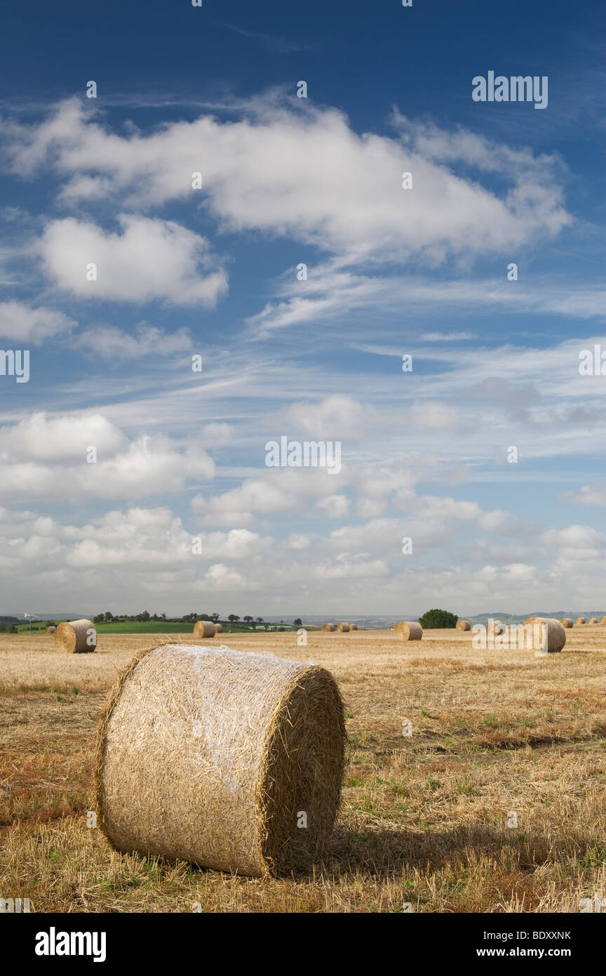 Straw bales in a field at harvest time in the English countryside Stock ...
