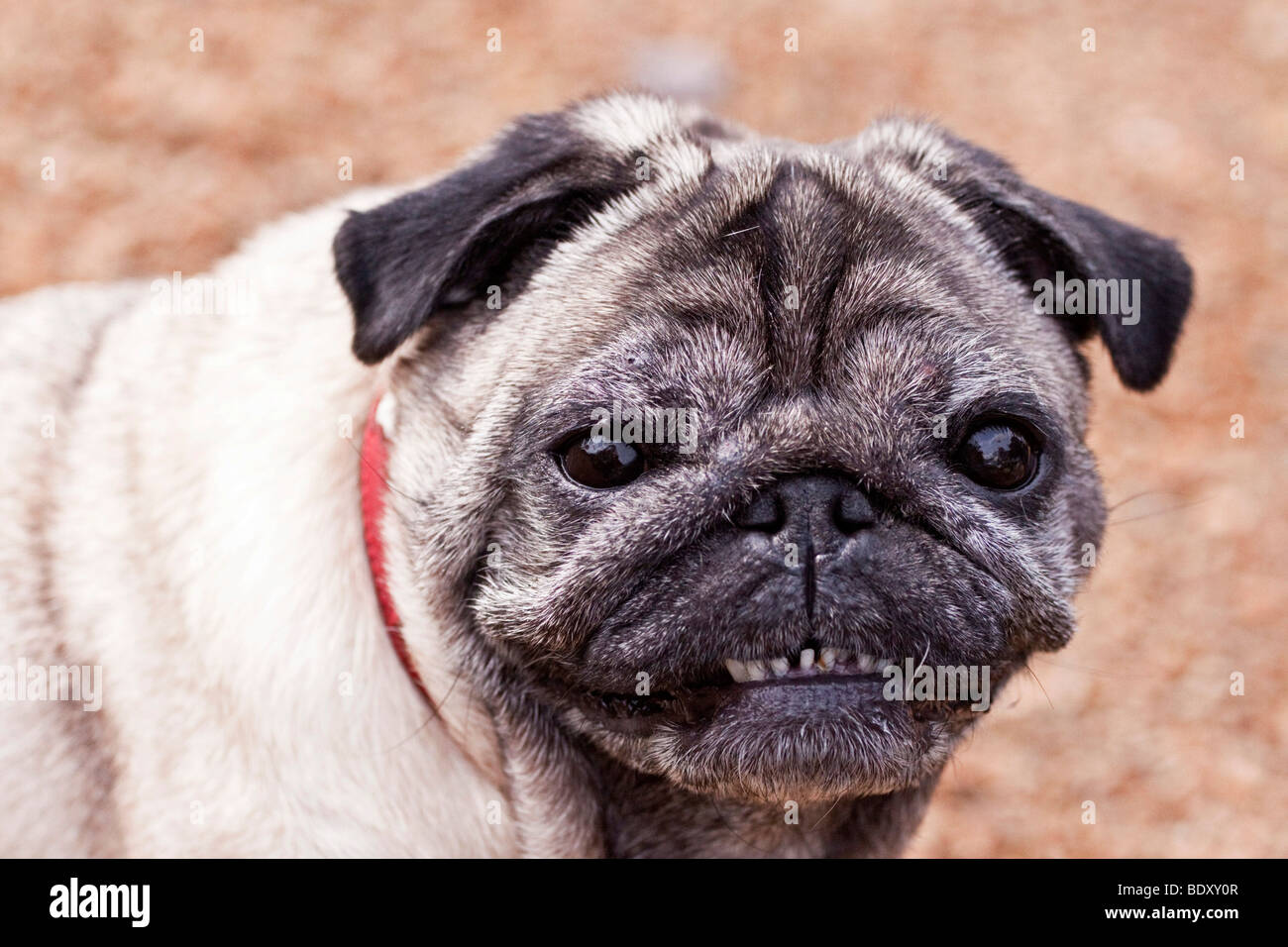 Portrait of a female pug Stock Photo - Alamy