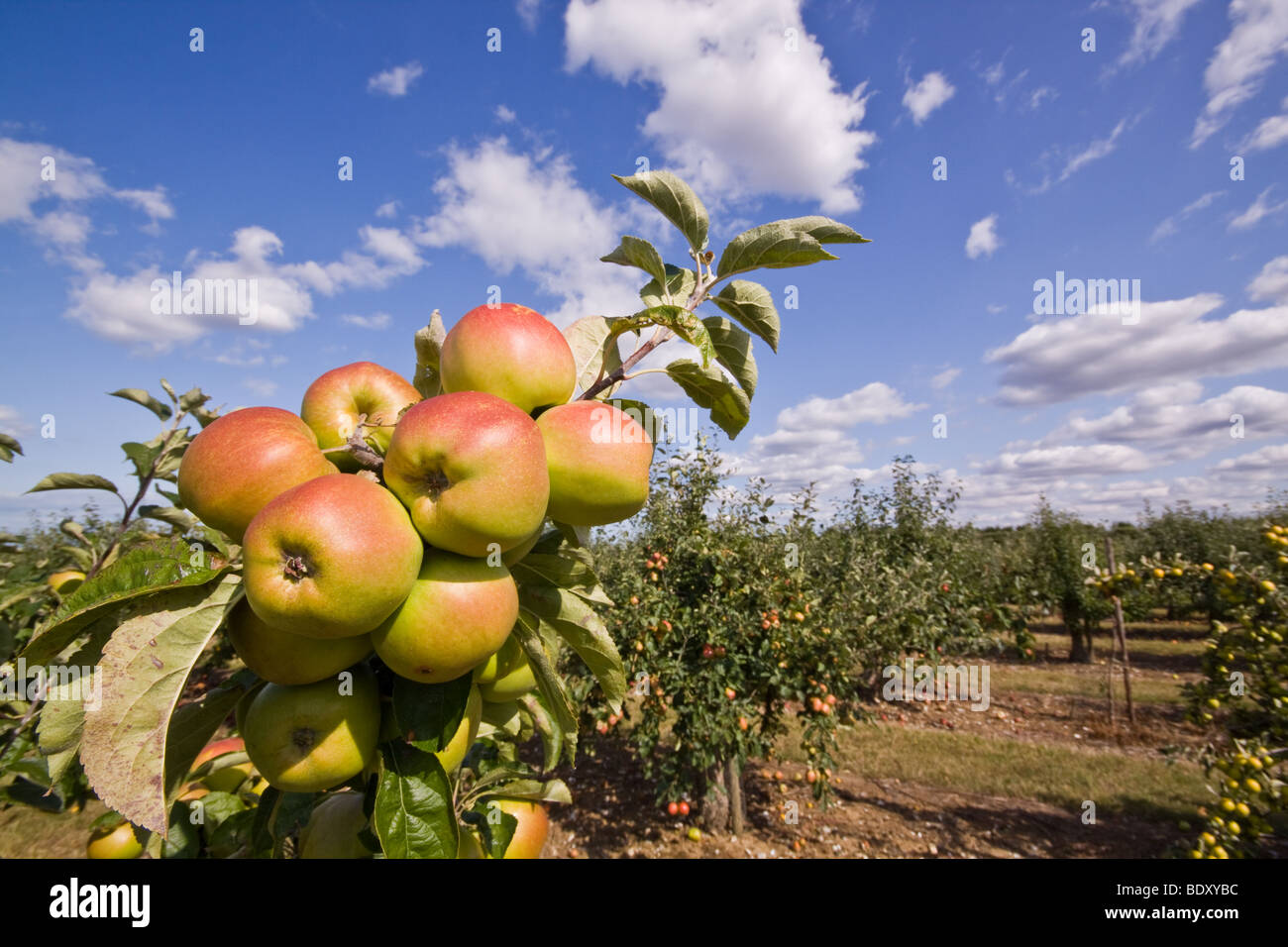 Brogdale kent hi-res stock photography and images - Alamy