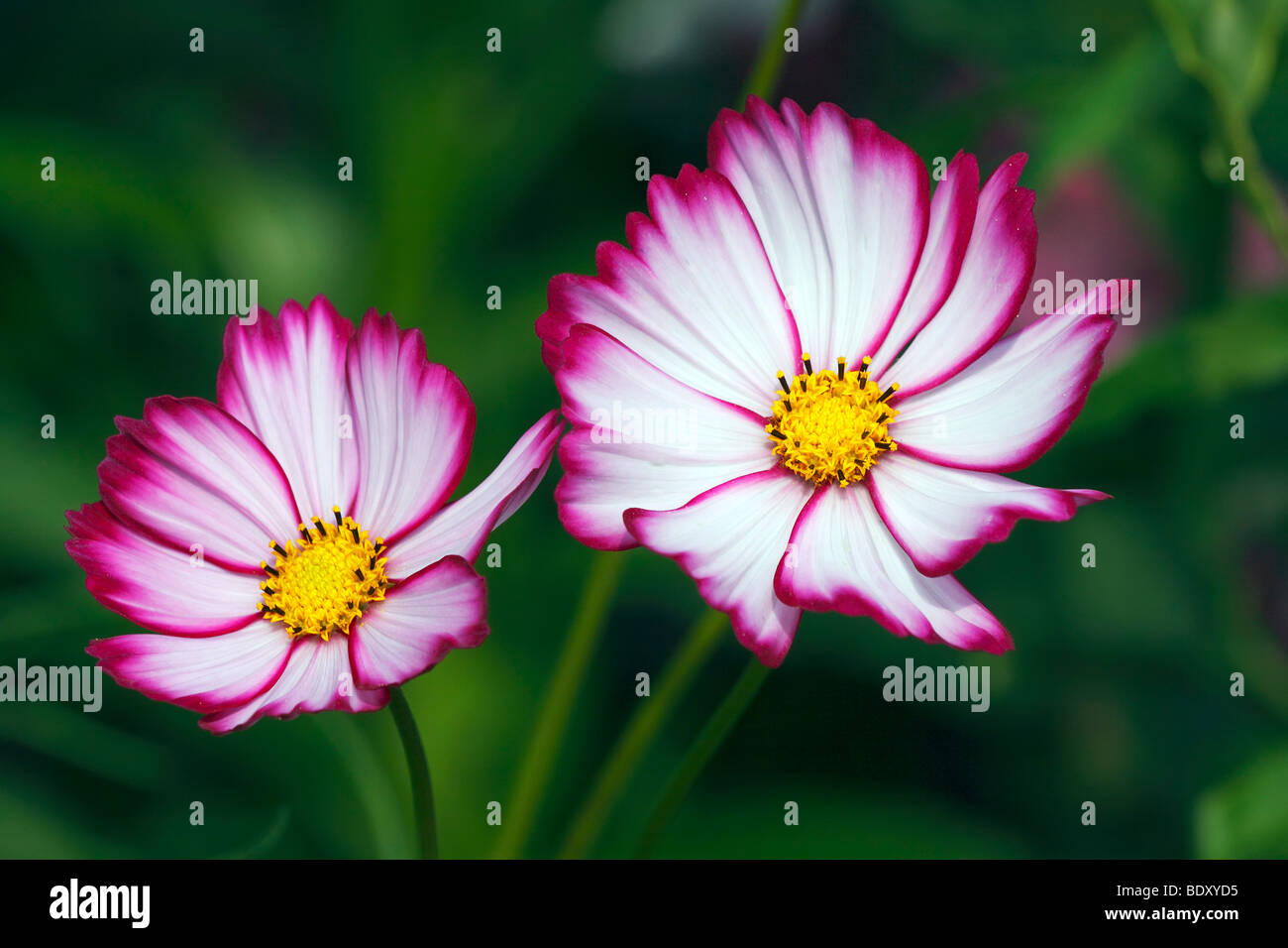 Flowering Mexican Aster, Garden Cosmos (Cosmos bipinnatus Stock Photo ...
