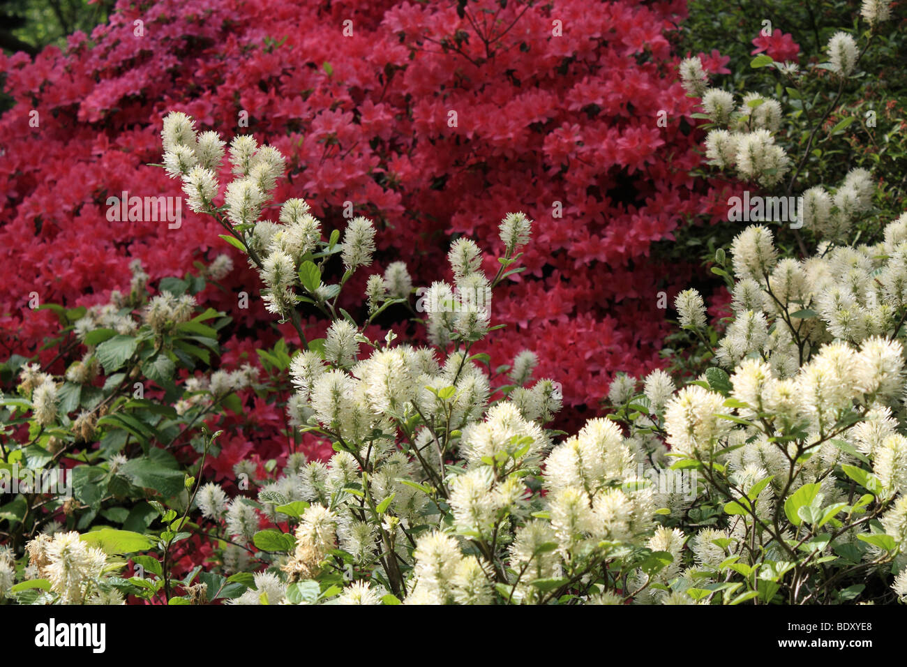 Fothergilla Major Monticola or witch alder flowers, with pink azalea in ...