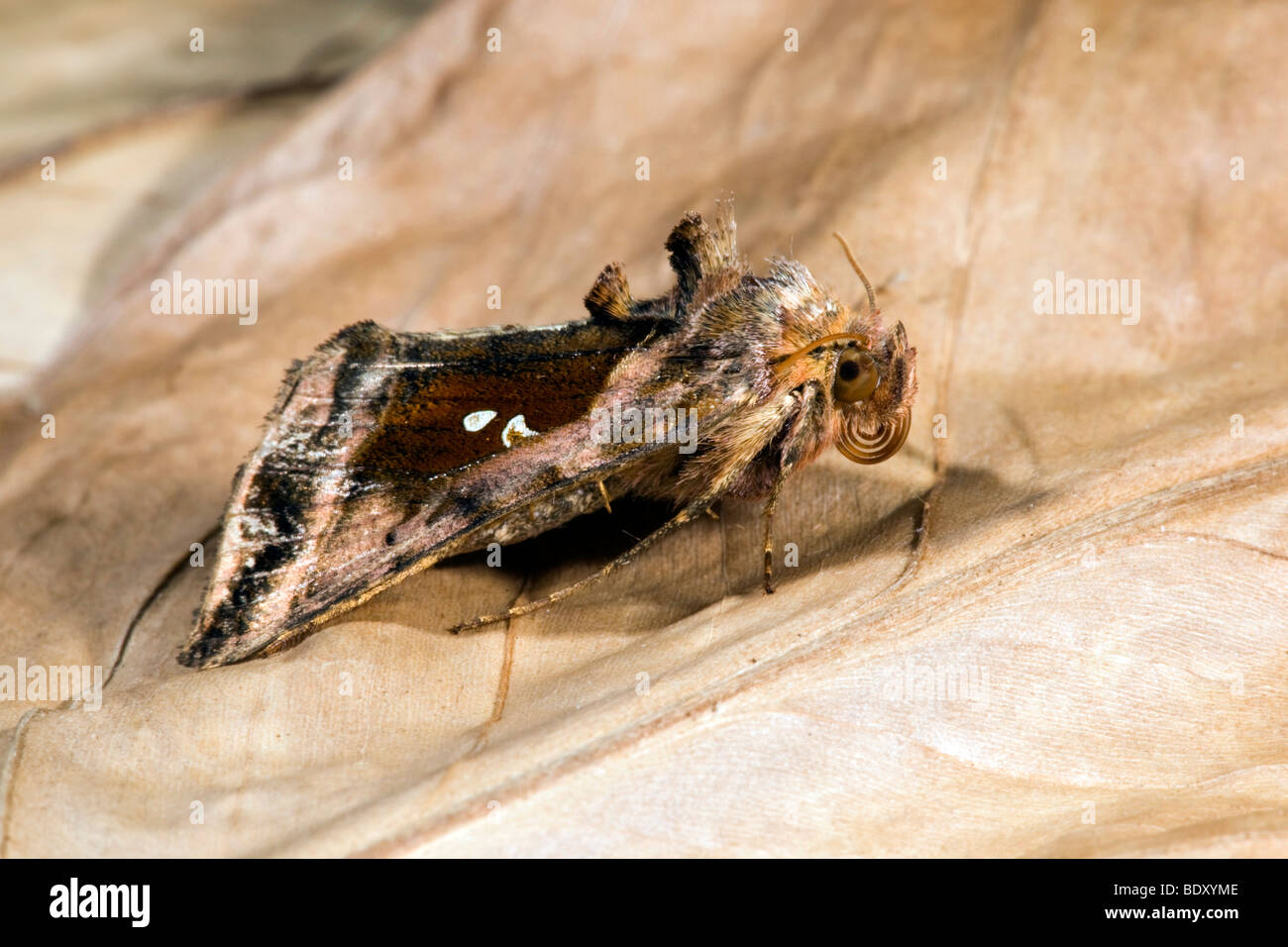 Golden y moth hi-res stock photography and images - Alamy