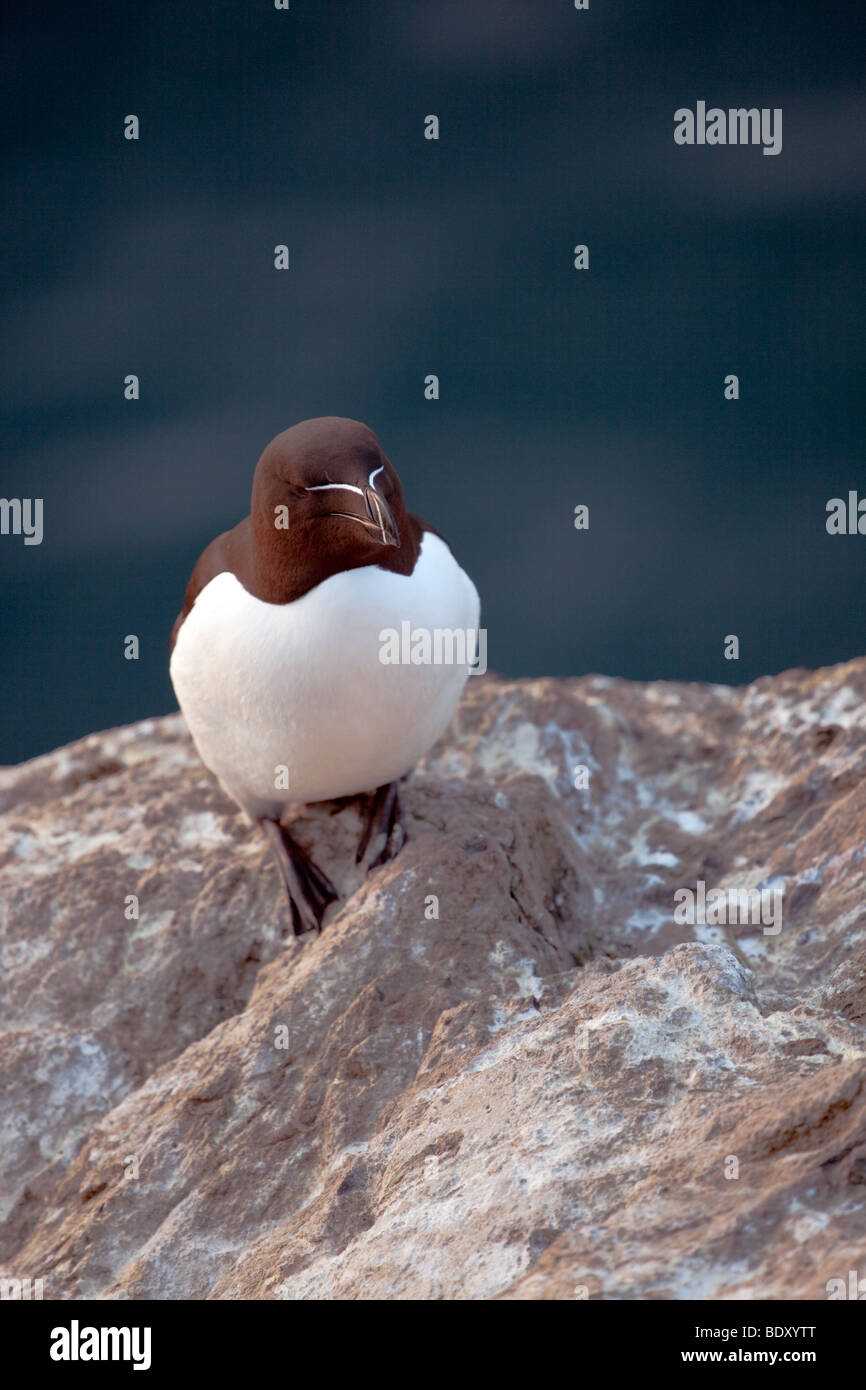 Razorbill wings hi-res stock photography and images - Alamy