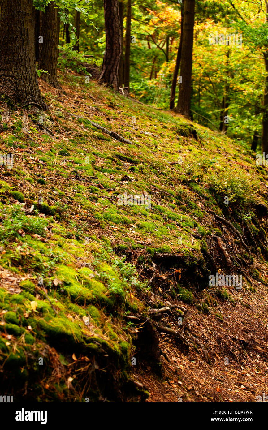 Moss-covered forest slope with autumn trees in the Czech mountains ...