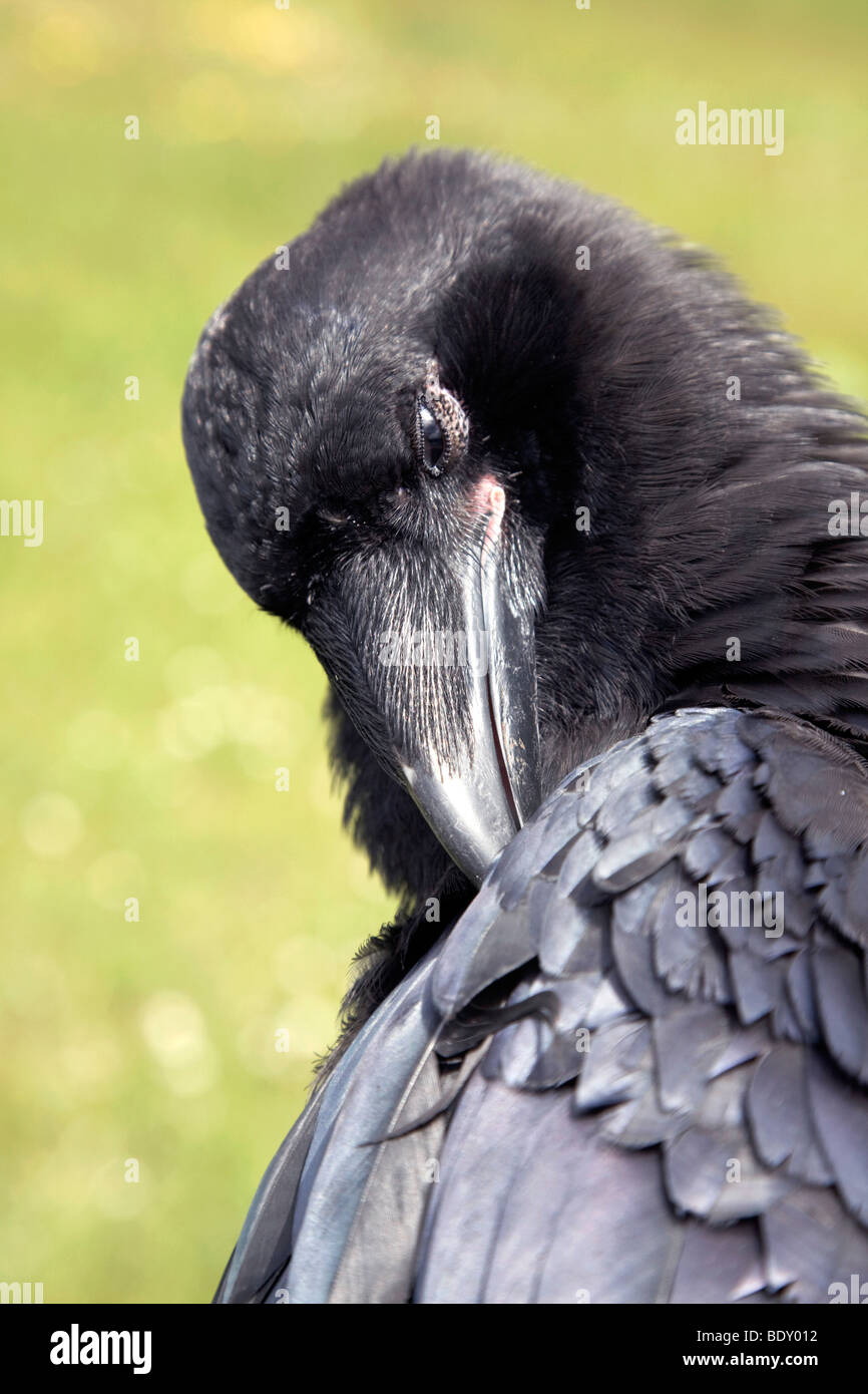 Raven preening hi-res stock photography and images - Alamy