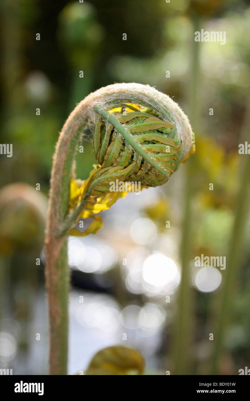 Unfurling Fern Stock Photos & Unfurling Fern Stock Images - Alamy