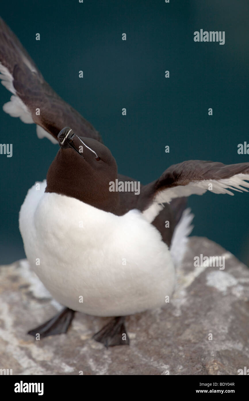 razorbill; Alca torda; wing stretching Stock Photo - Alamy