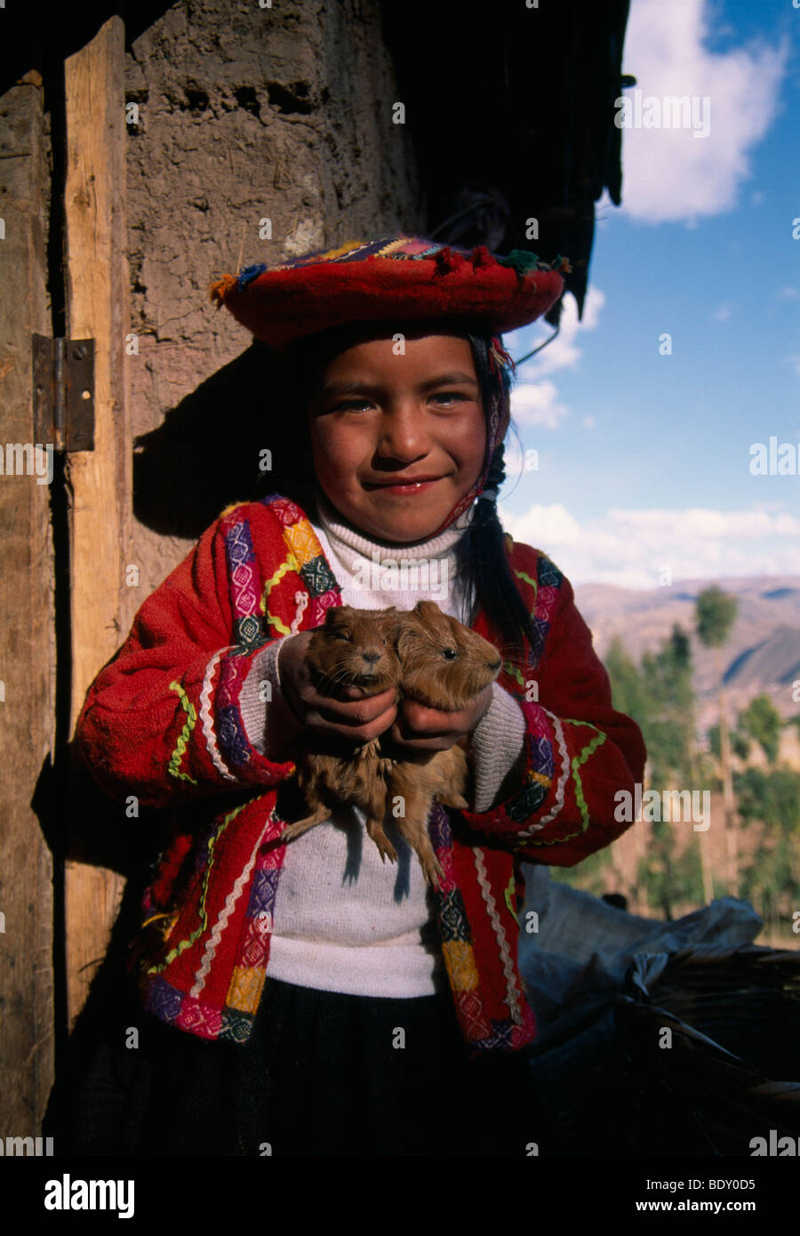 Cavia hi-res stock photography and images - Alamy