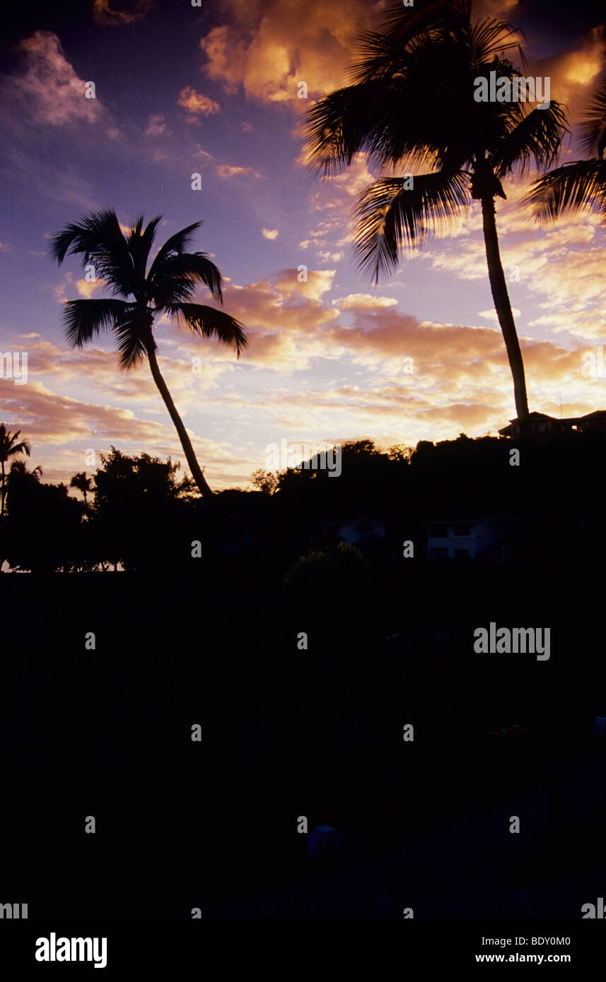 Calabash trees hi-res stock photography and images - Alamy