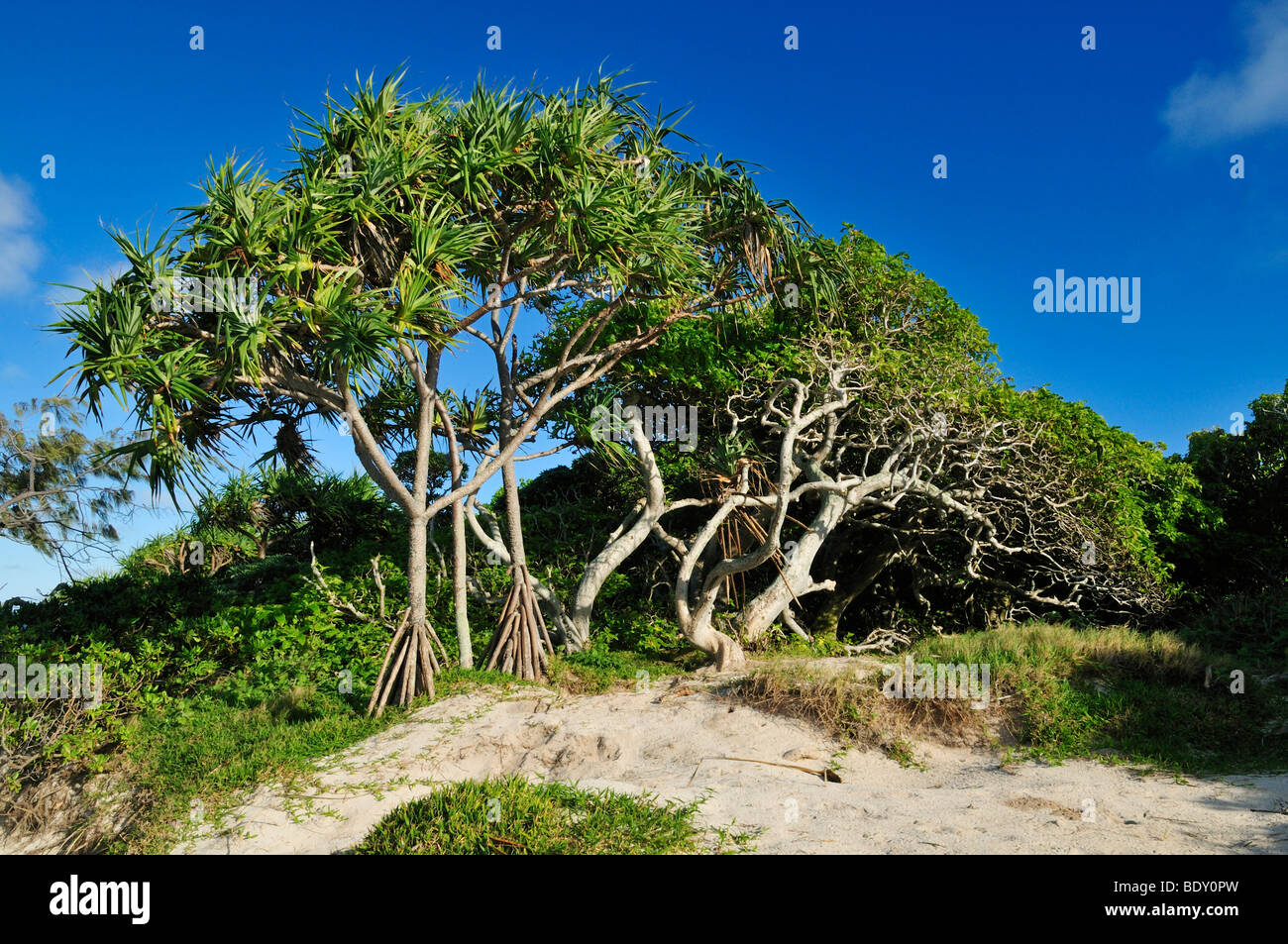 Pisonia trees hi-res stock photography and images - Alamy