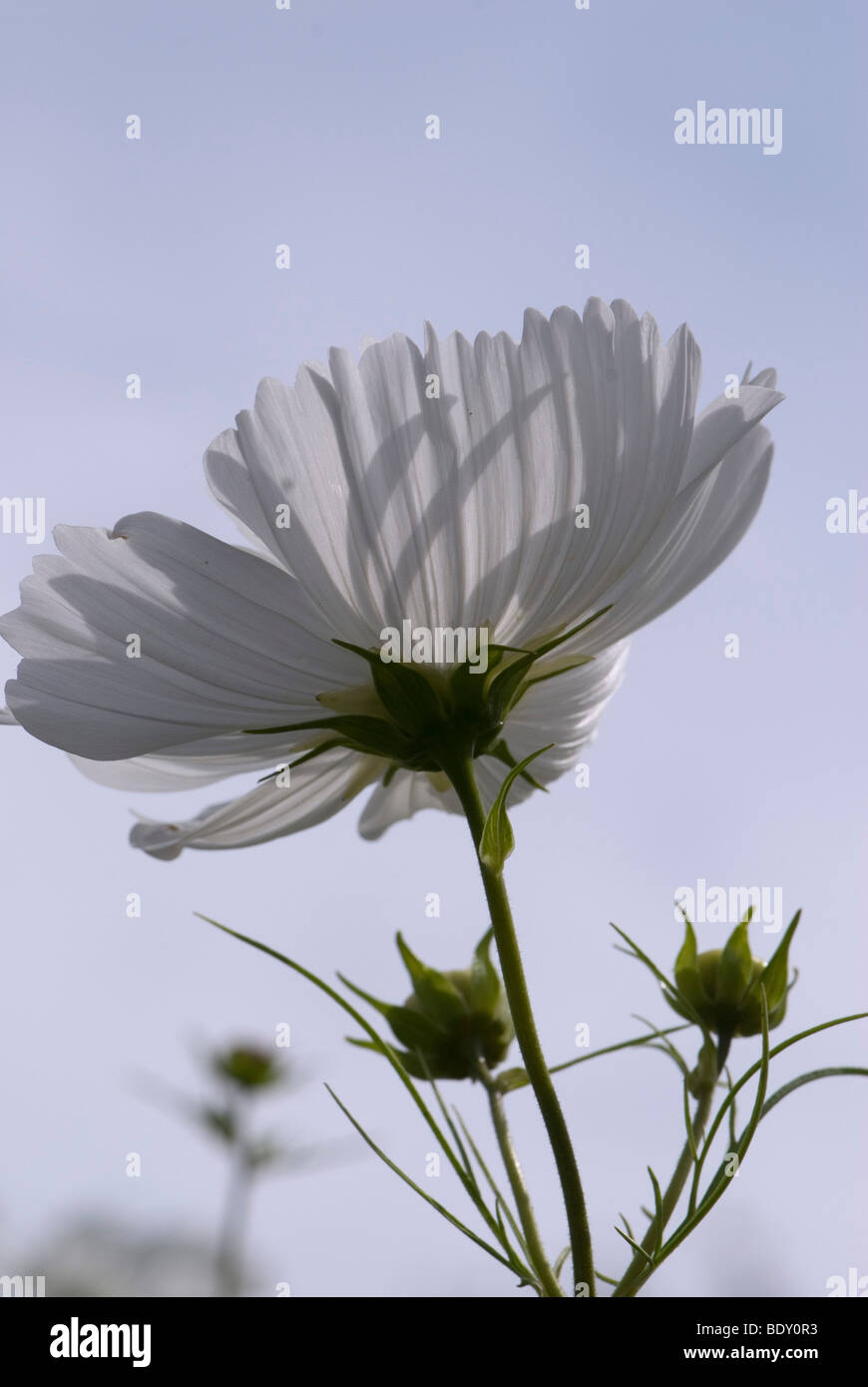 White cosmos against pale sky Stock Photo - Alamy
