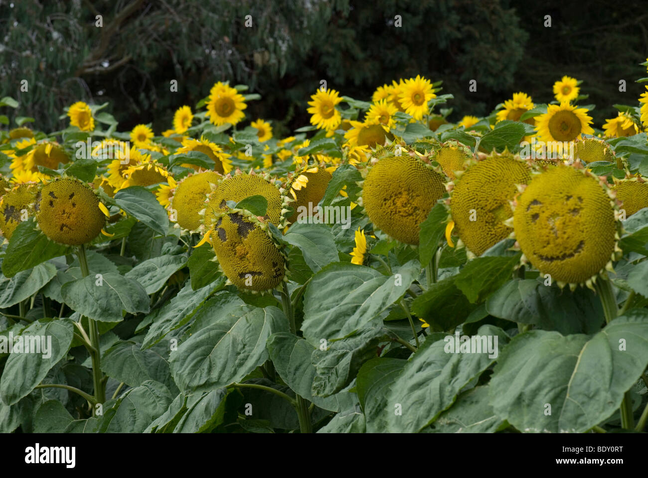 Sunflower faces hi-res stock photography and images - Alamy