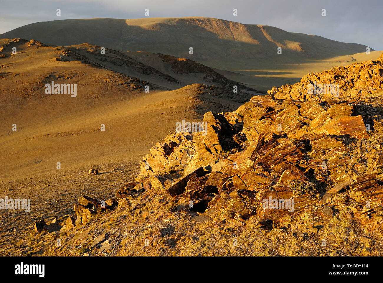 Open grassland hi-res stock photography and images - Alamy