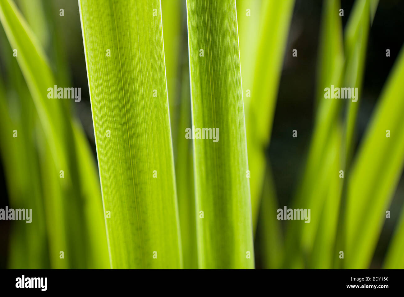 Blade of reed hi-res stock photography and images - Alamy