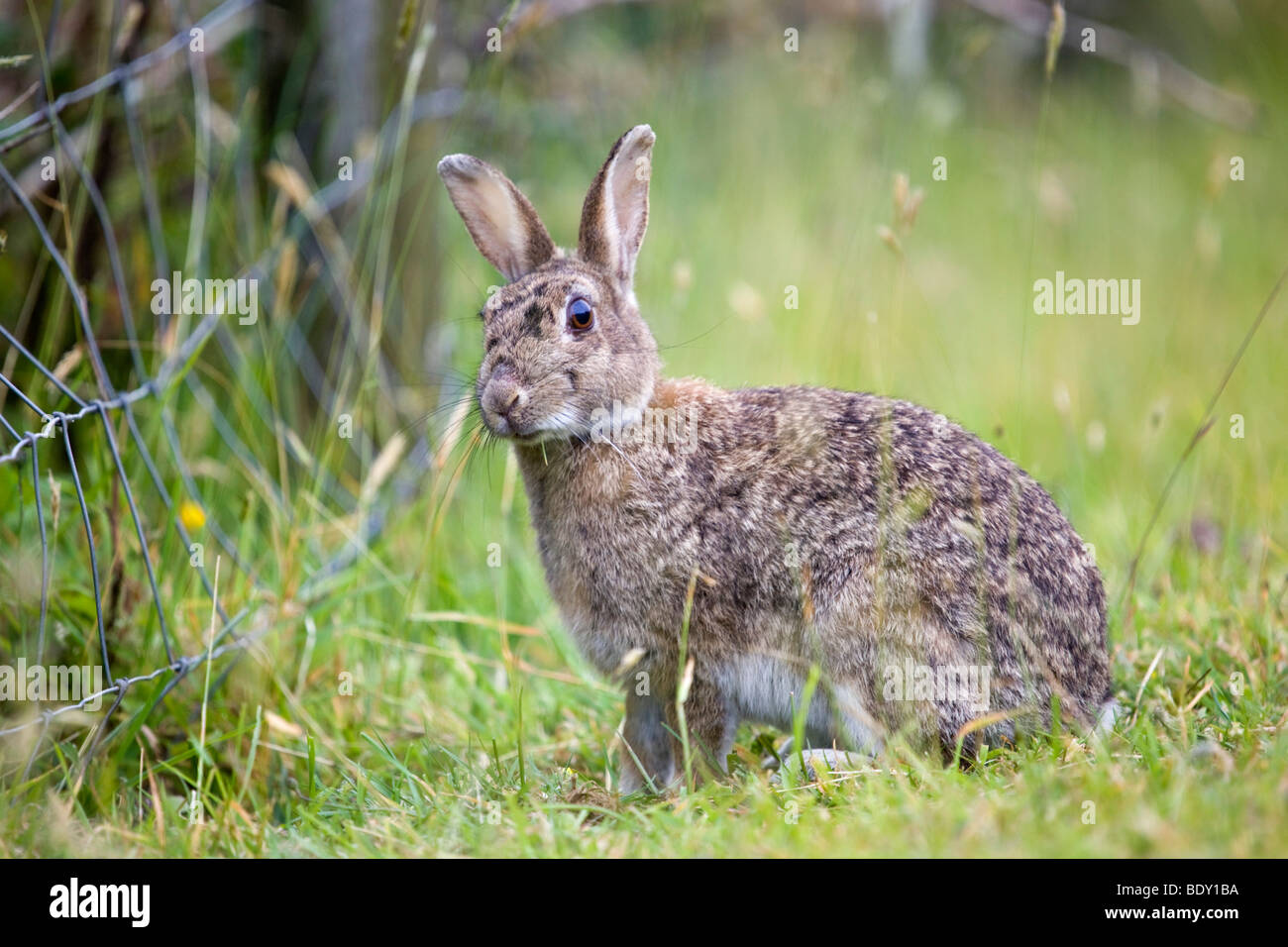 Rabbit fence field hi-res stock photography and images - Alamy