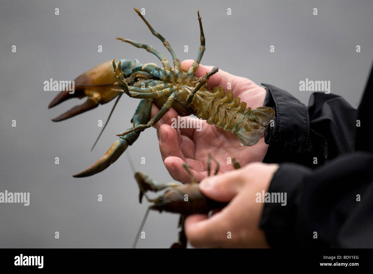 A man holds crayfish which he caught with traps left overnight on Lake ...