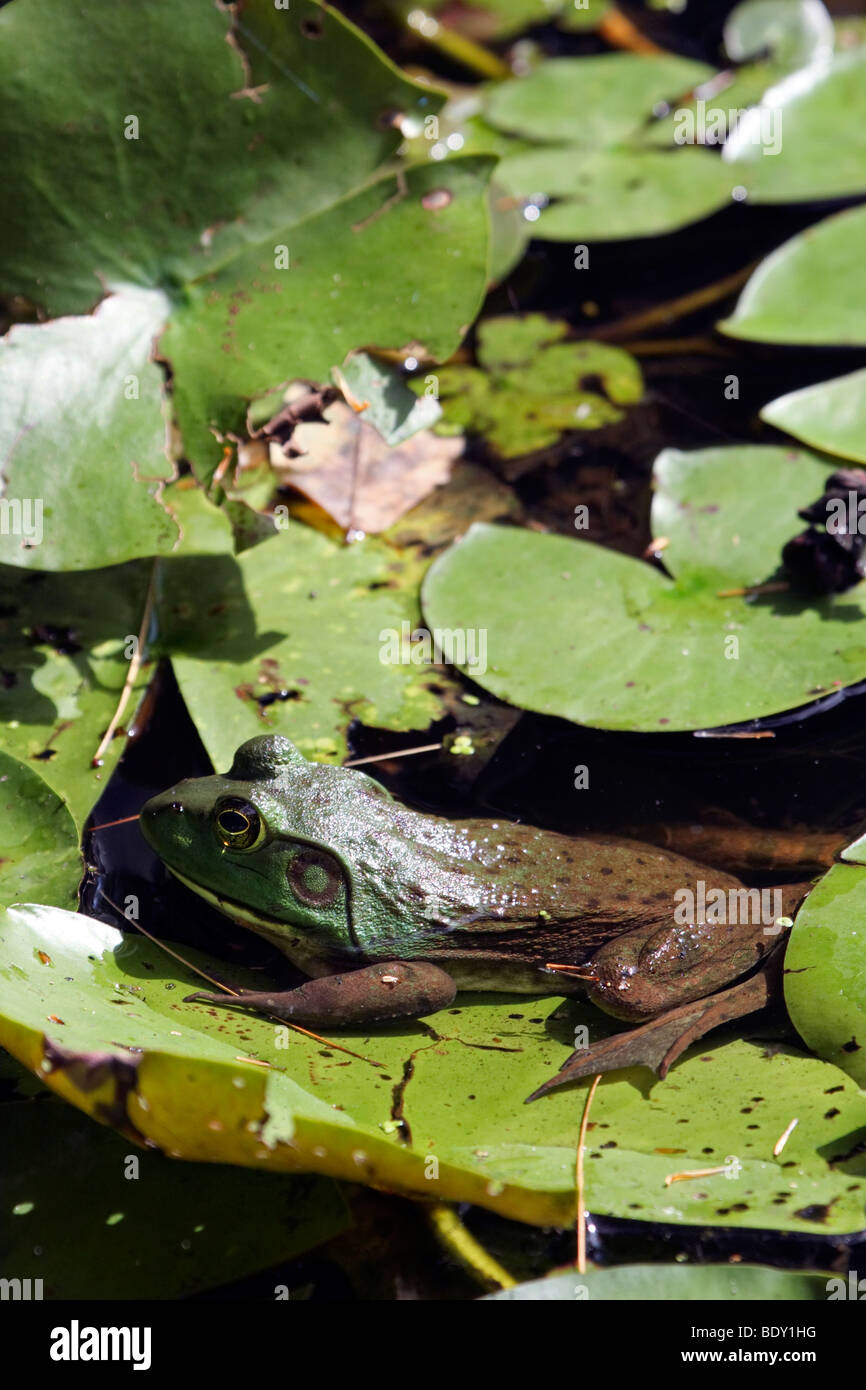 American bullfrog on water lily hi-res stock photography and images - Alamy