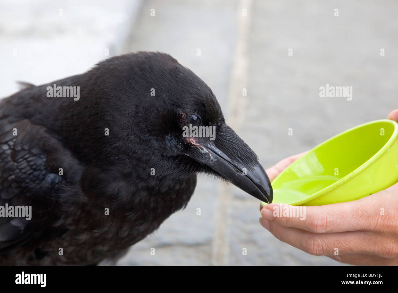 Tame raven hi-res stock photography and images - Alamy