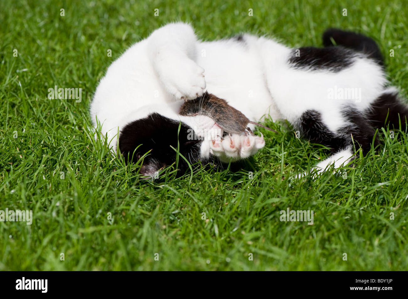 Cat catch mouse hi-res stock photography and images - Alamy