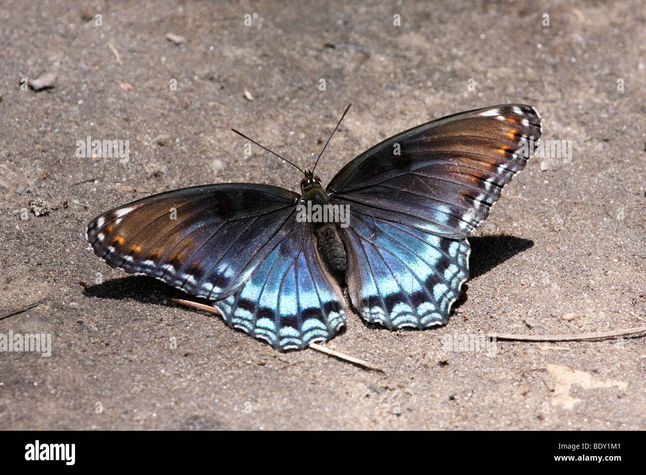 Red-spotted Purple Admiral Butterfly Stock Photo - Alamy