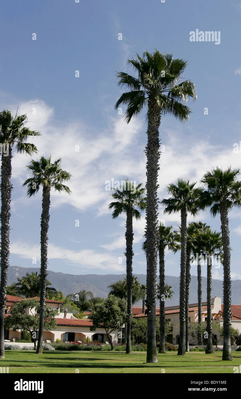 Palm trees at a tropical resort Stock Photo - Alamy