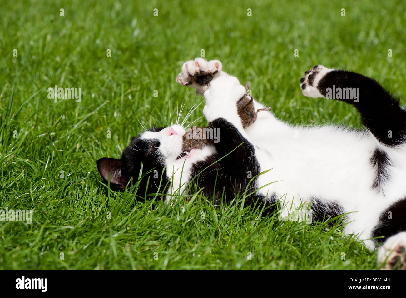 Domestic cat playing with captured mouse Stock Photo - Alamy