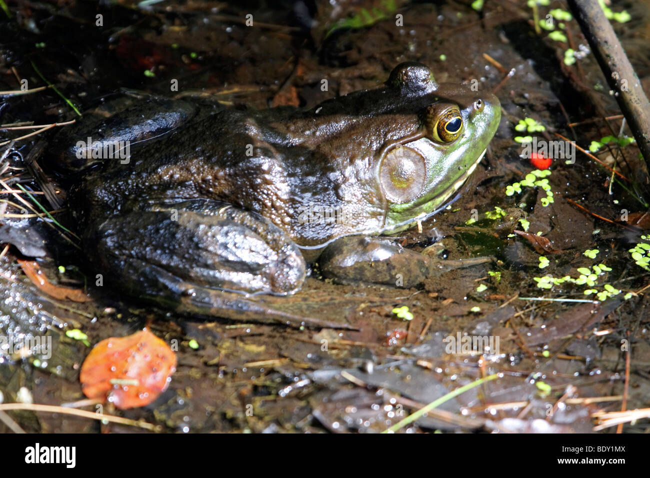 Frogs in mud hi-res stock photography and images - Alamy