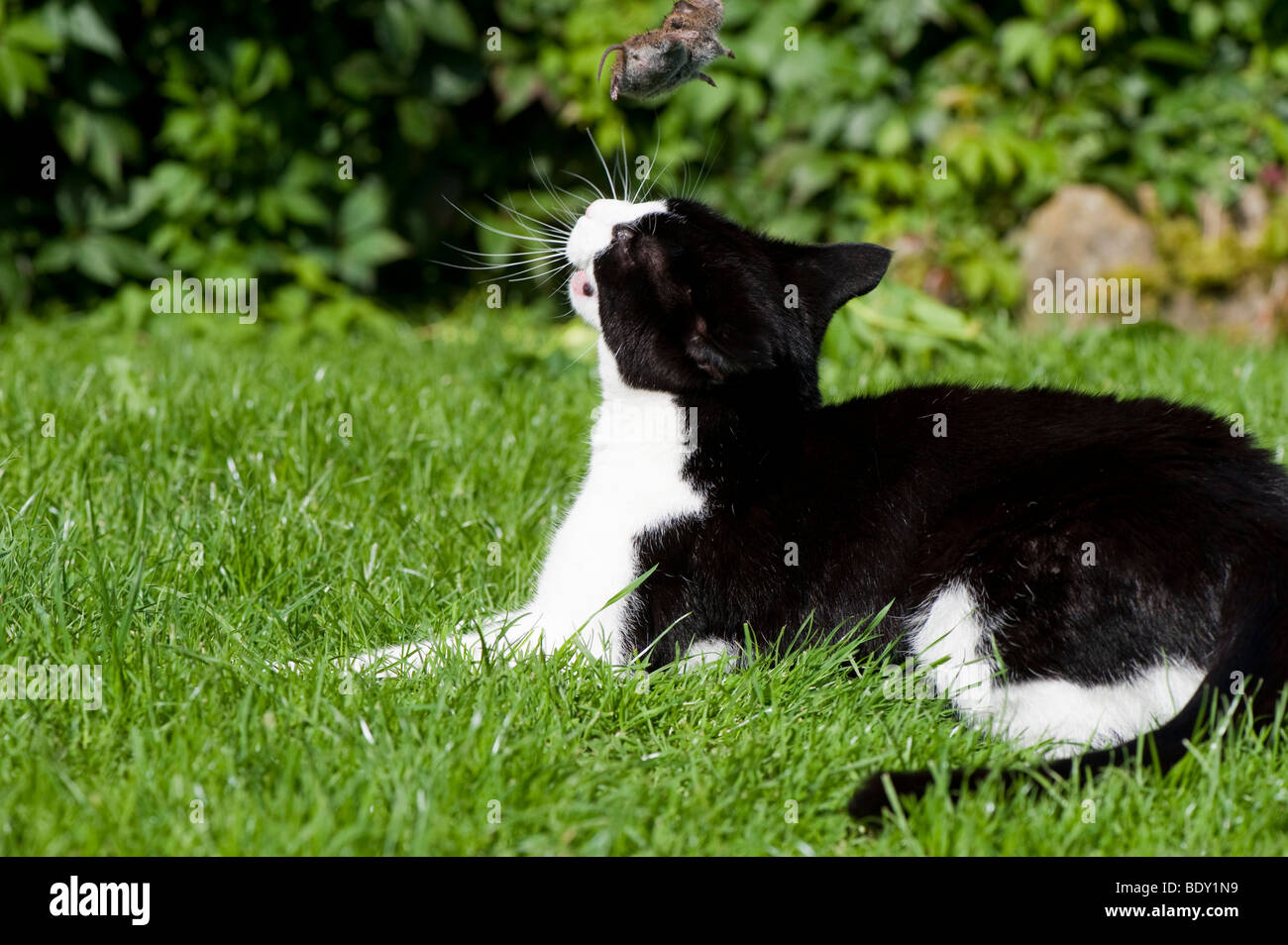 Cat eat mouse hi-res stock photography and images - Alamy