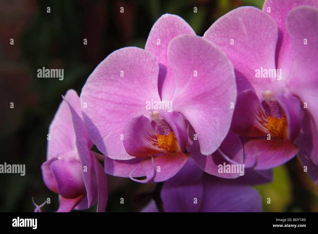 Closeup of an Orchid flower head Stock Photo - Alamy