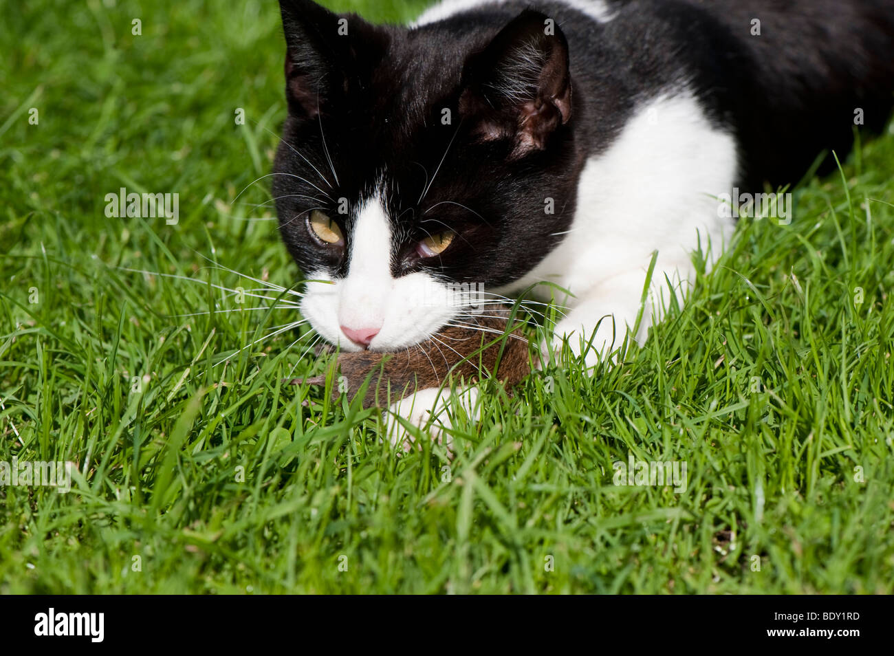 Domestic cat playing with captured mouse Stock Photo - Alamy