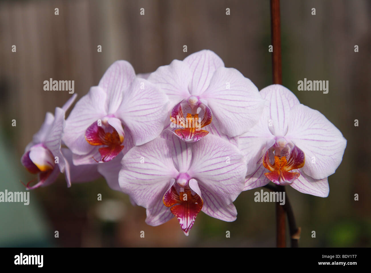 Complete flower hi-res stock photography and images - Alamy