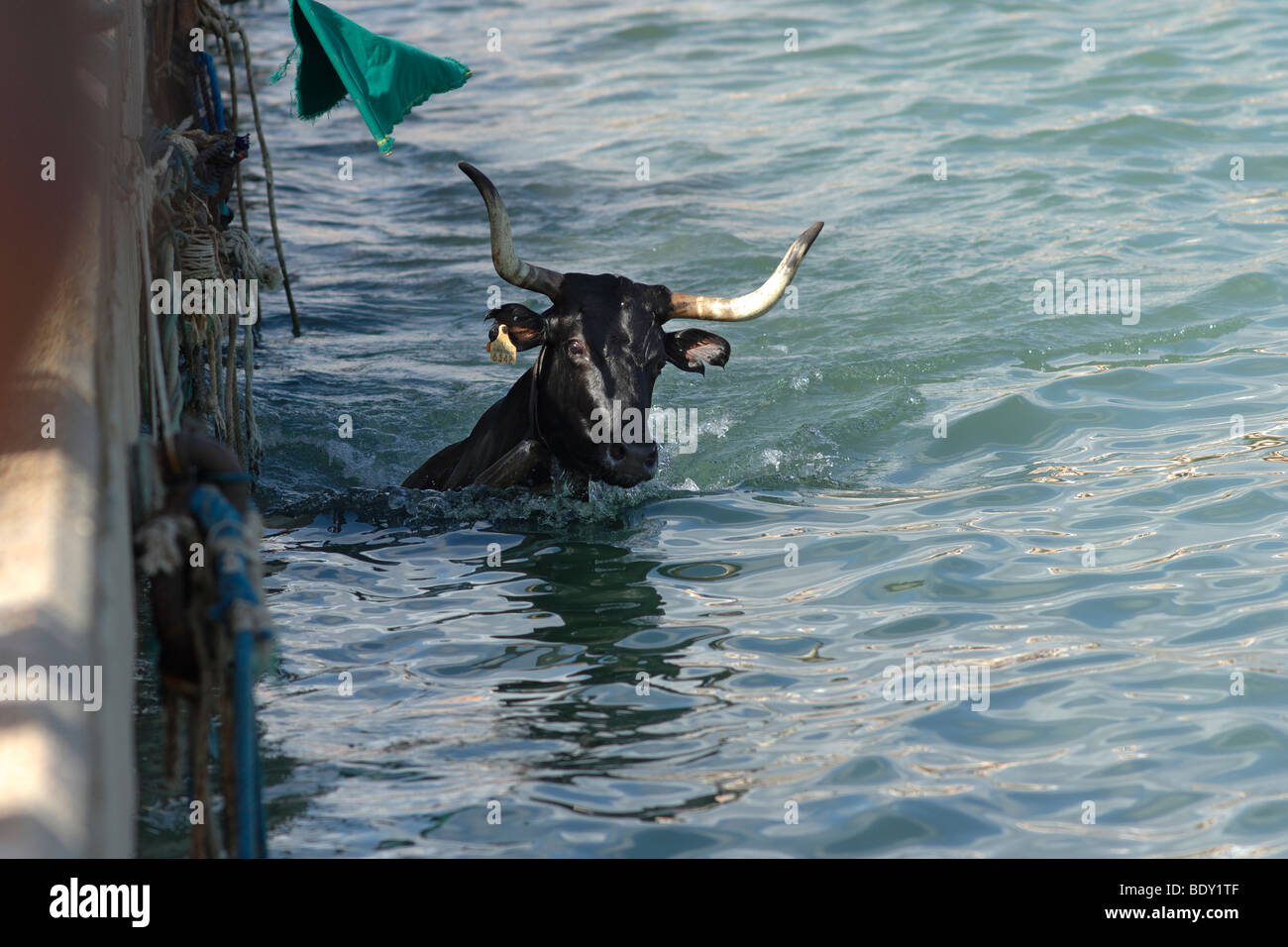 Sea horns hi-res stock photography and images - Alamy