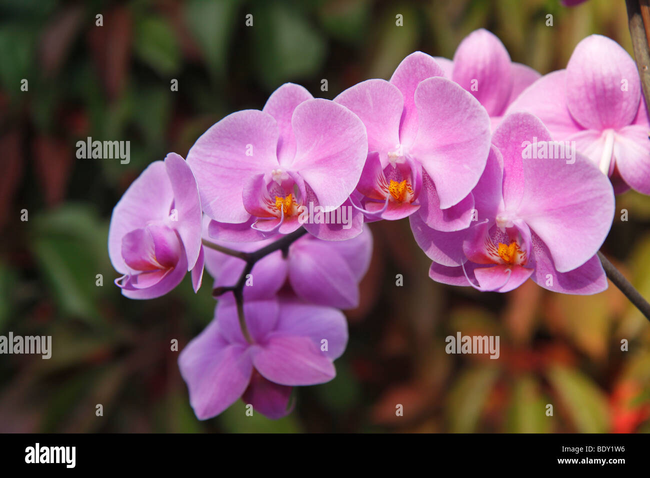 Closeup of an Orchid flower head Stock Photo - Alamy