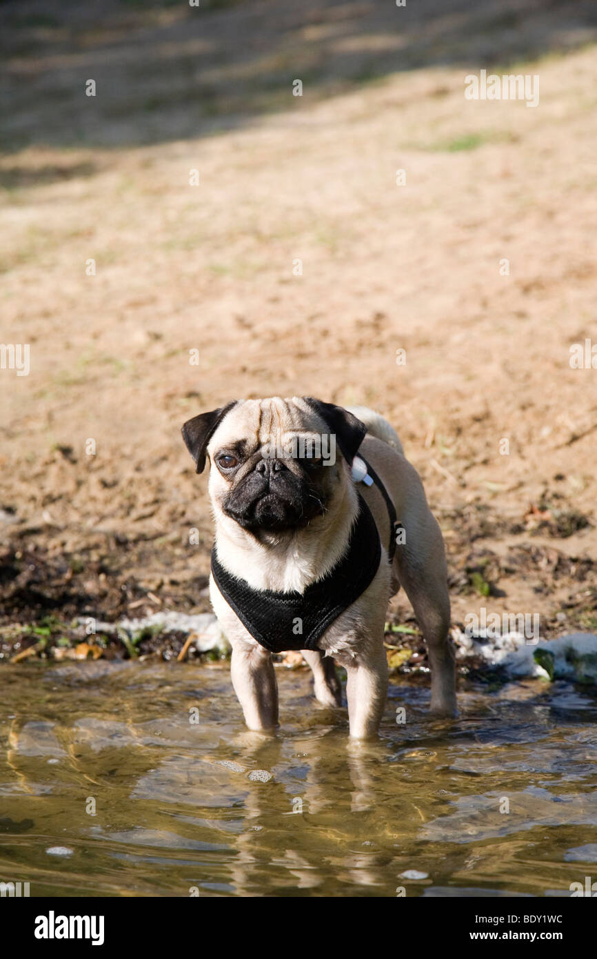 Young pug standing with the legs in the water Stock Photo - Alamy