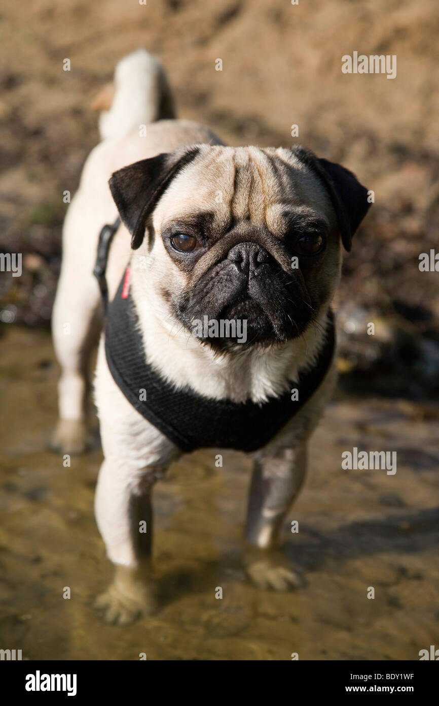 Young pug standing with the legs in the water Stock Photo - Alamy