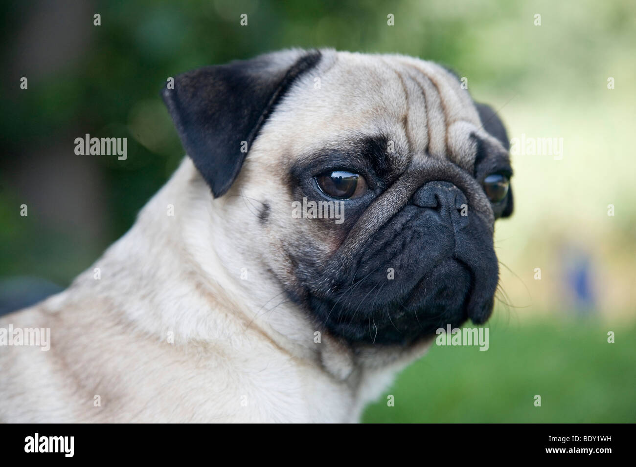 Portrait of a young pug Stock Photo - Alamy