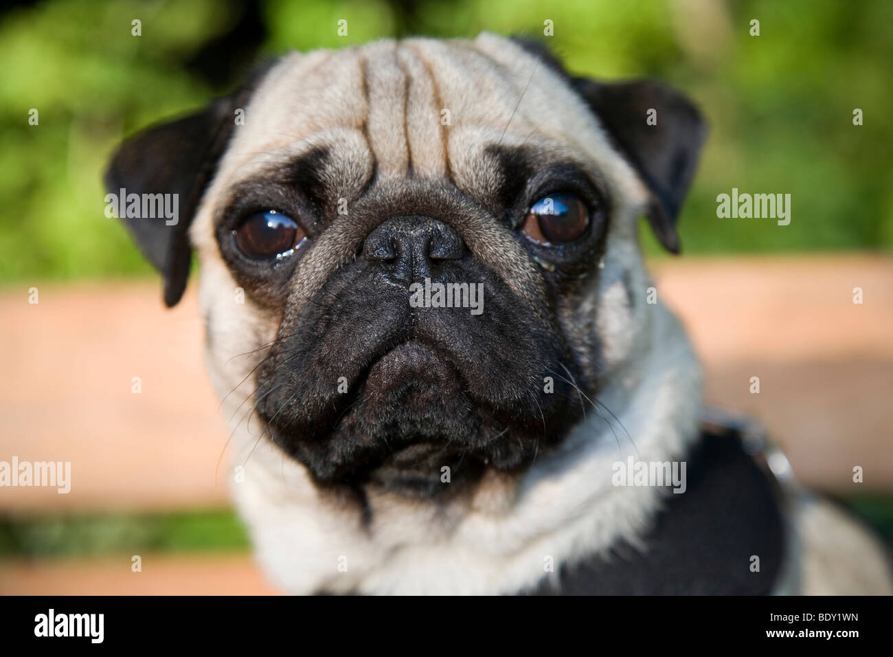 Portrait of a young pug Stock Photo - Alamy