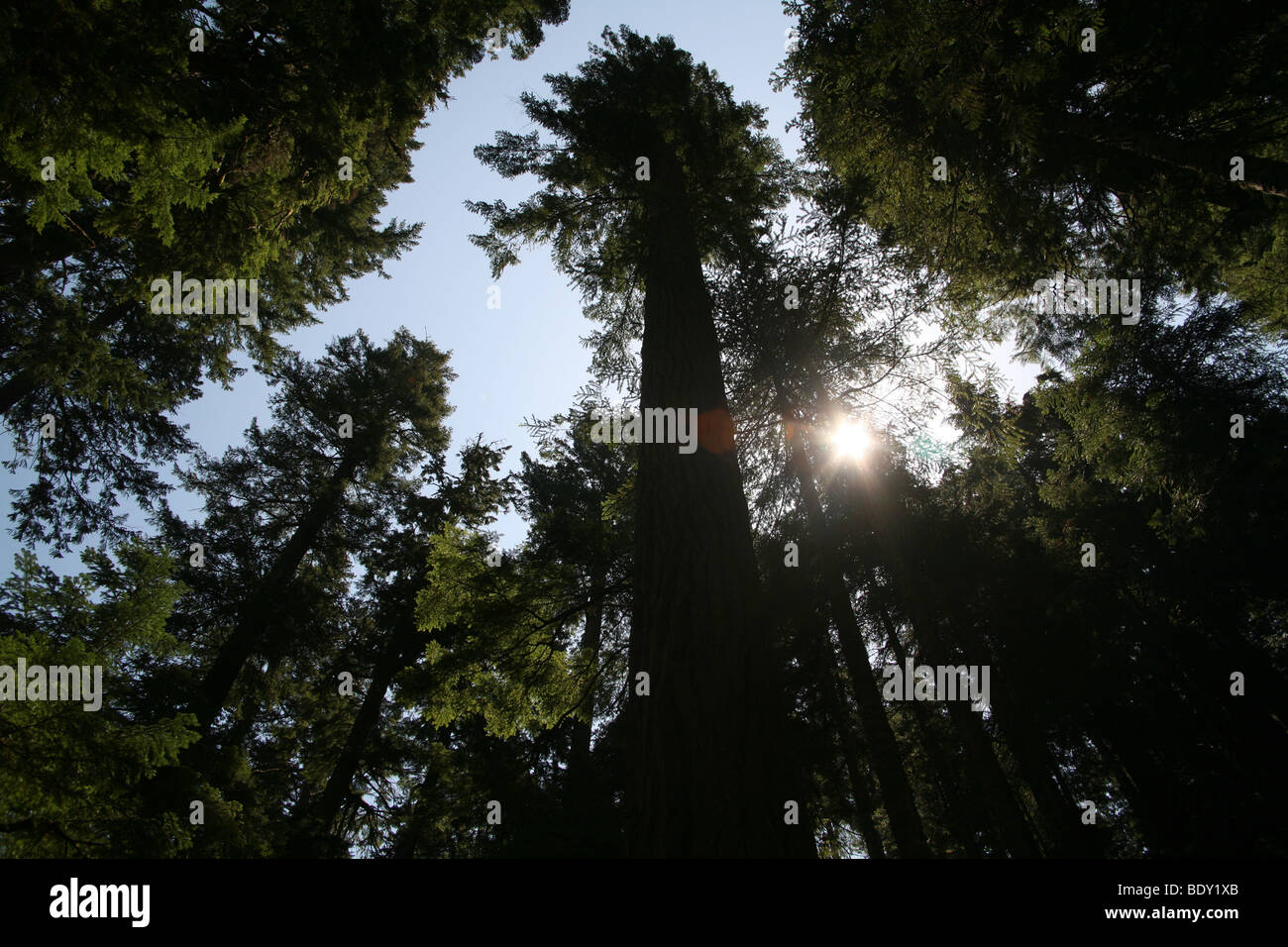 State forestry hi-res stock photography and images - Alamy