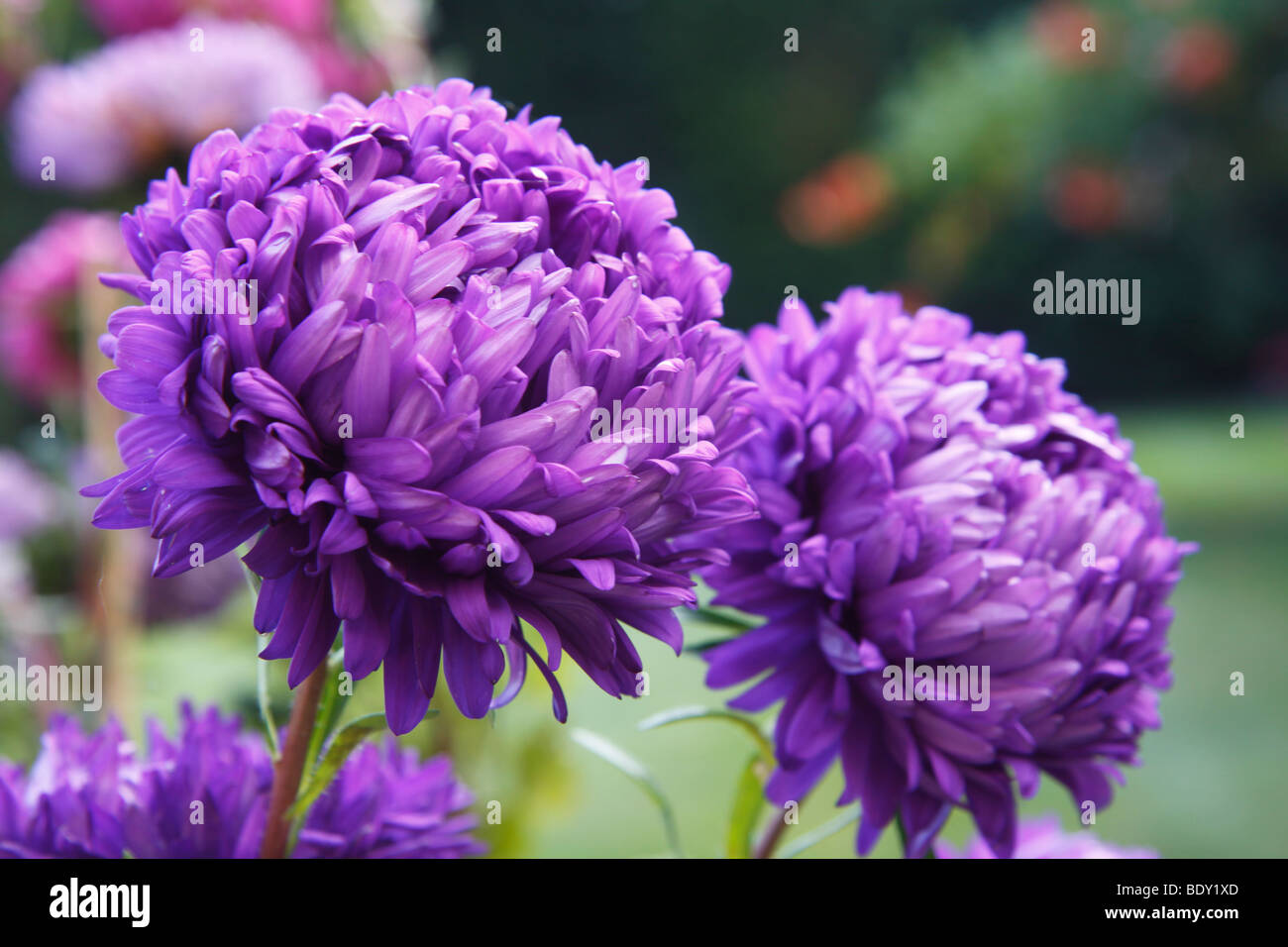 Closeup of an Asta flower head Stock Photo - Alamy